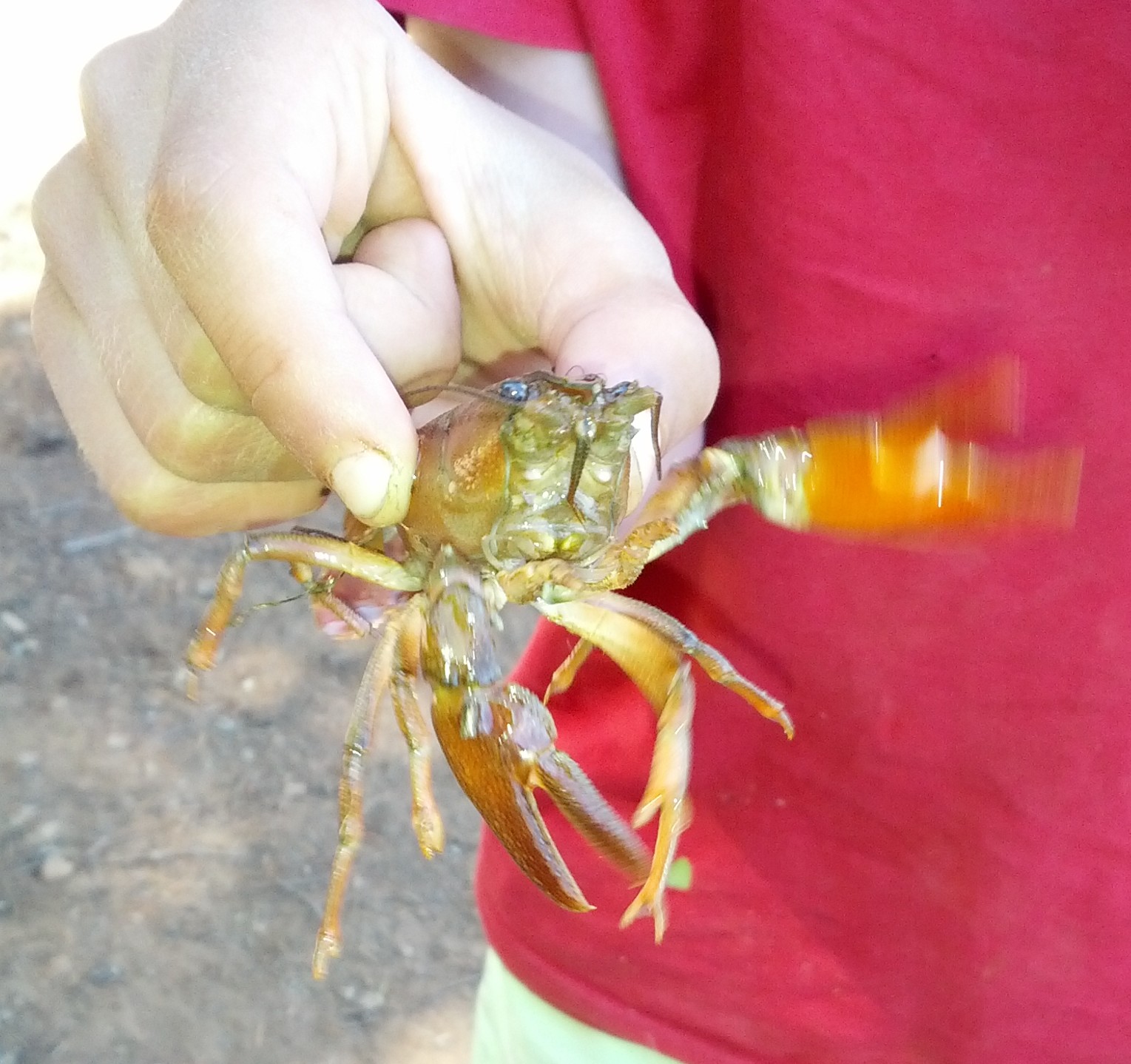 Crayfish in Timothy Lake & "The Peace of Wild Things" - L. I. T.